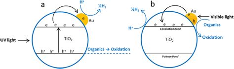 Proposed Photoreforming Mechanism Over Au TiO2 A Under UV Light Download Scientific Diagram