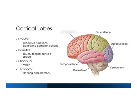 Diagram Of Cortical Diagrams Quizlet