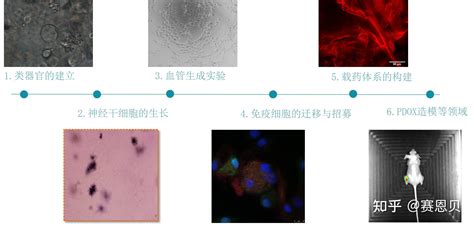 Kemigel ™ 3d细胞类器官基质胶特点 知乎