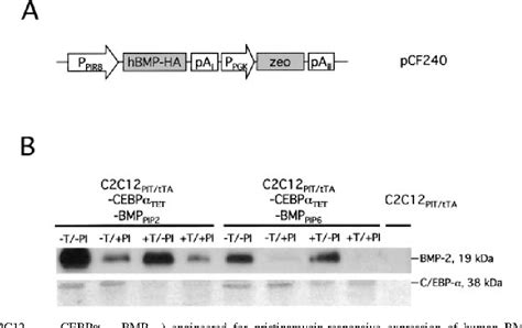 Figure 1 From Dual Regulated Expression Of C Ebp Alpha And Bmp 2 Enables Differential