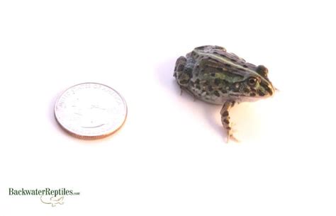 Best Pet Frogs For Beginners