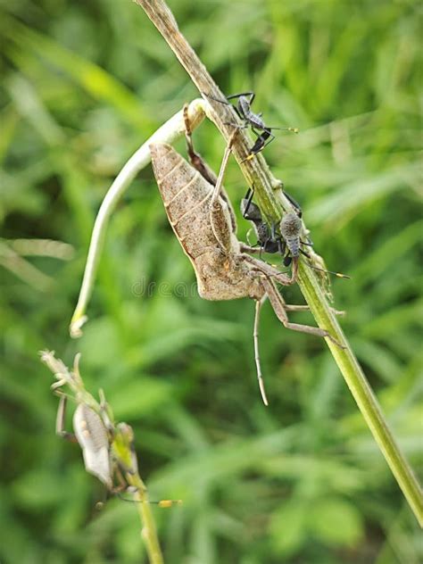 Coreid Leaf Footed Bug Climbing On The Creeping Weed Plant Stock Image