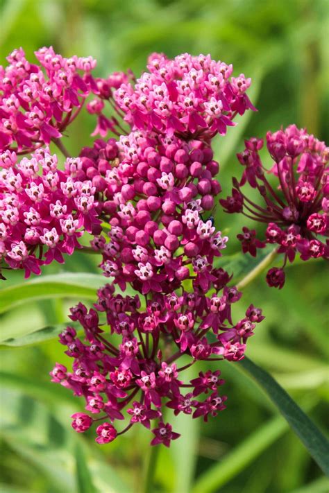 Round Milkweed Seeds