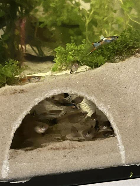 My Guppies Like Huddling Together In This Cave When Theyre Sleeping