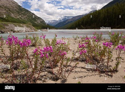 Dwarf Fireweed Chamaenerion Latifolium Hi Res Stock Photography And