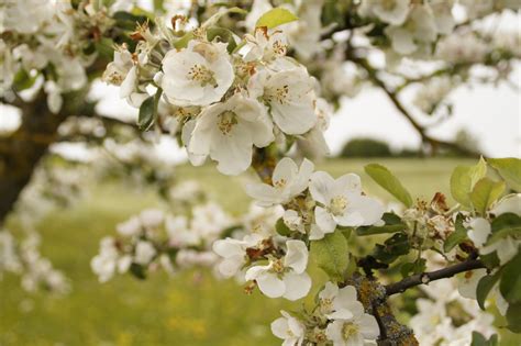 Kostenlose foto Baum Ast blühen Frucht Blume Obstgarten