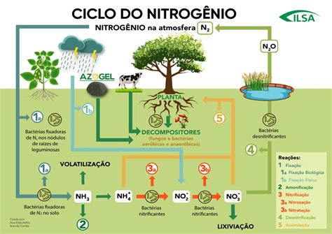 Ciclo Do Nitrogênio Impactos Na Fertilidade Do Solo