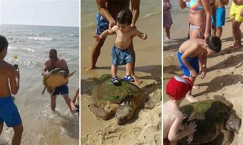 Pictures Show Loggerhead Turtle Hauled Fromsea So Tourists Can Take Selfies Daily Mail Online