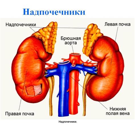 Сдать анализ крови на кортизол в Челябинске. Гормон коры надпочечников.