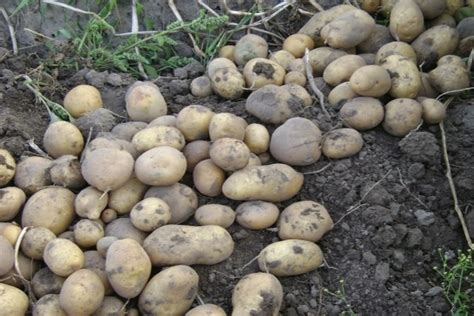 Картофель Каратоп: полное описание сорта, выращивание, фото