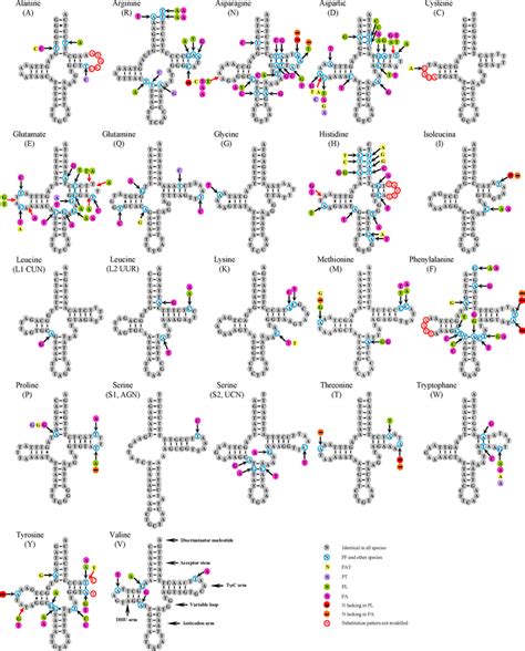 Secondary Structure Of Trna Families In Peirates Mitochondrial
