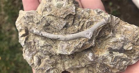 Some Kentucky Fossils Album On Imgur