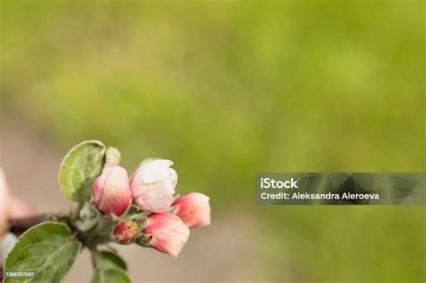 나뭇 가지에 녹색 잎이있는 녹색 봄 배경에 사과 나무의 분홍색 꽃과 새싹이 있고 공간을 복사합니다 0명에 대한 스톡 사진 및 기타 이미지 Istock