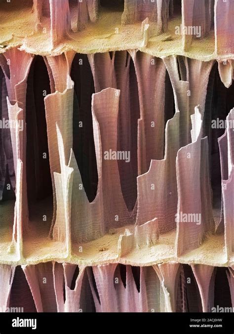 Cuttlefish Bone Coloured Scanning Electron Micrograph Sem Of The