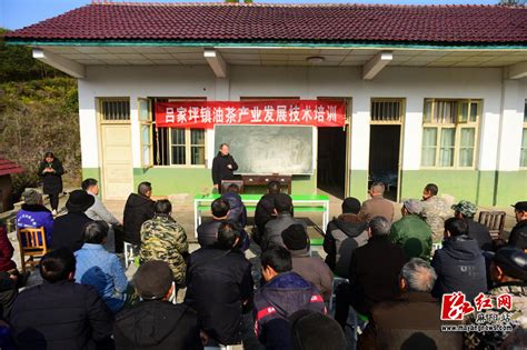 【春耕备耕进行时】麻阳：油茶专家进乡村 盘活产业富百姓部门动态麻阳新闻网