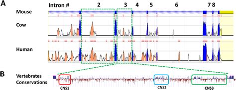 Bioinformatics Analysis Of The Irf 8 Coding Region With Special Detail