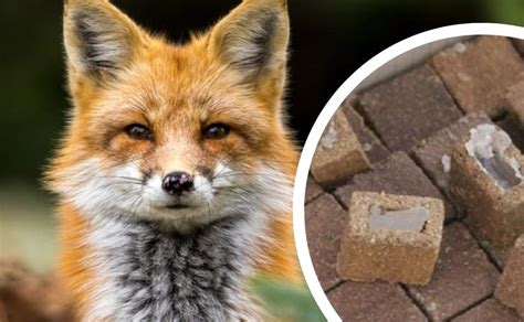 Цієї осені на Полтавщині розкладуть понад півмільйона доз вакцини від сказу Решетилівщина Ua