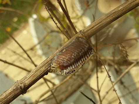 Praying Mantis Eggs Hatching