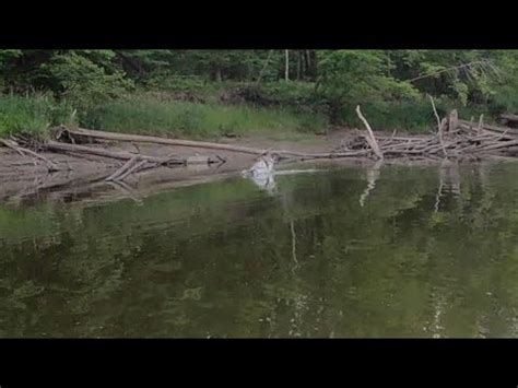Beaver Slapping its Tail - YouTube