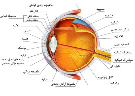 طراحی روشنایی بر اساس بینایی انسان الیکا پلاس