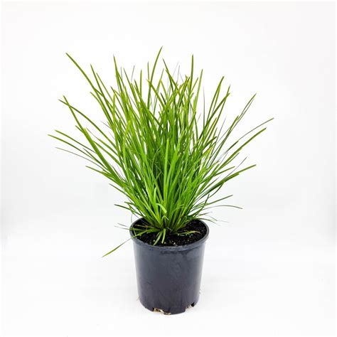 Lomandra Lime Tuff Plants For Spaces