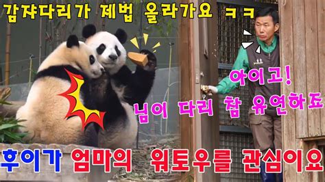아이고💥 후이바오 가 엄마 아이바오 의 워토우 는 크기가 크니 신나서 그것을 엄마 손에서 빼앗고 싶어 했어요👀🥔 아여사님