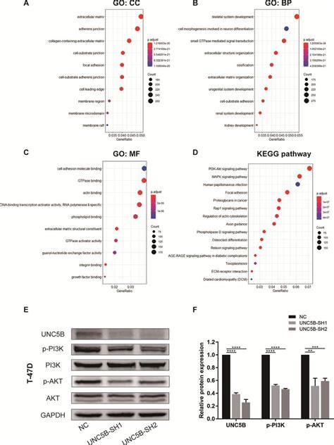 UNC5B Knockdown Compromised PI3K Akt Signaling Activation In Breast