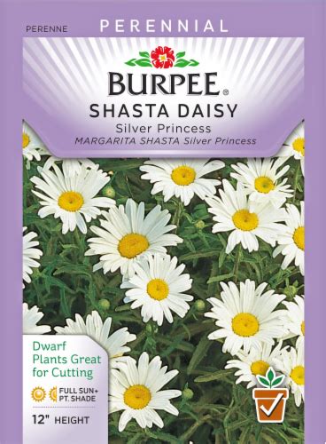 Burpee Shasta Daisy Silver Princess Seeds White Yellow Ct Kroger