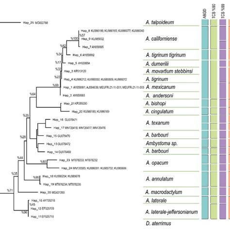 Bayesian Tree Constructed With Cytb Data Set Numerals Above The Nodes Download Scientific