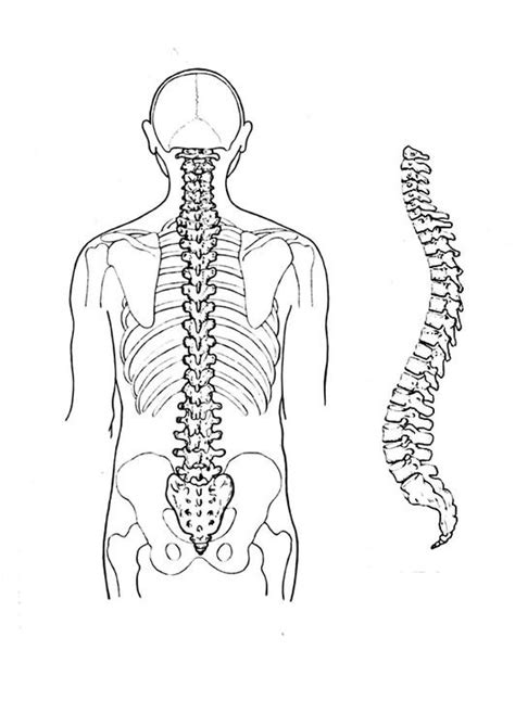 Major Types Of Spinal Fractures You Should Know Universal Health Care