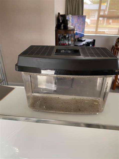 Triassic Triops Deluxe Triops Kit Contains Eggs Aquarium Food