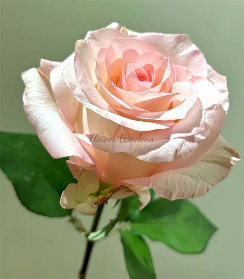 Doll Rose Plant洋娃娃 Flower Gardens