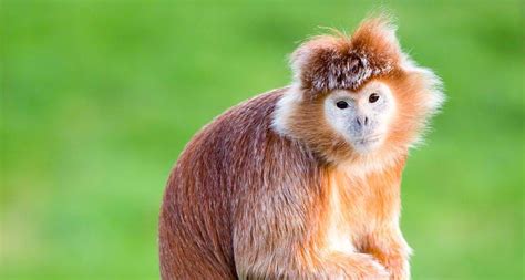 Javan Langur The Aspinall Foundation