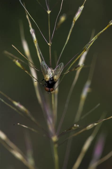 Flies Grass Free Photo On Pixabay Pixabay