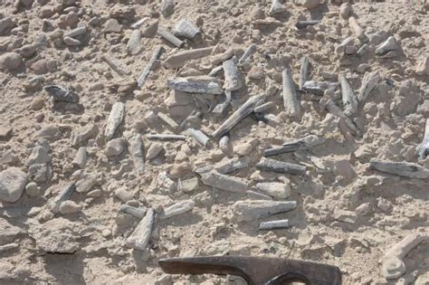 A Lot Of Eggs In One Basket Paleontologists Discover Pterosaur Egg Bonanza