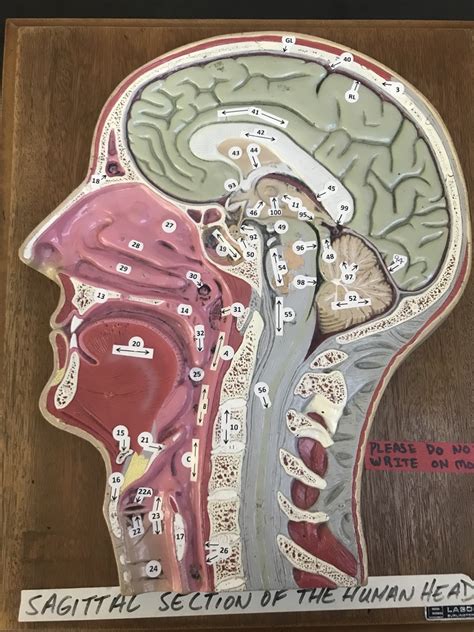Sagittal Section Of The Human Head Model