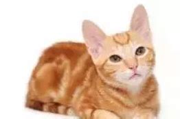 中华田园猫橘猫篇 知乎