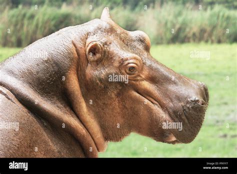 Pygmy Hippopotamus Hexaprotodon Liberiensis Yawning In Guwahati Zoo