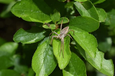 Česká arachnologická společnost Pisaura mirabilis Clerck lovčík hajní Čeleď