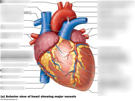 Superficial Structures Of The Heart Diagram Quizlet
