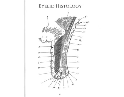 Eyelid Histology Quiz