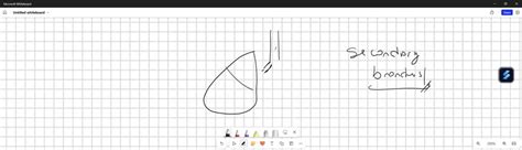 Solved Each Lobe Of Each Lung Is Supplied By A Question 4 Options Segmental Bronchus