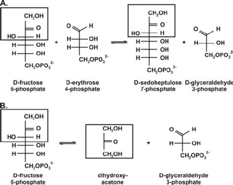 Fructose 6 Phosphate