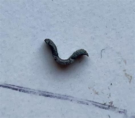 Can Anyone Help Identify This Poo Rhome