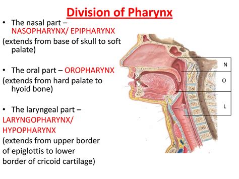Anatomy Of Pharynx Pptx