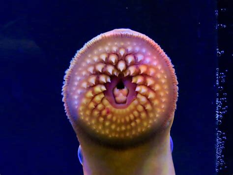 Trap Set For Invasive Sea Lamprey On River That Flows Into Lake Huron