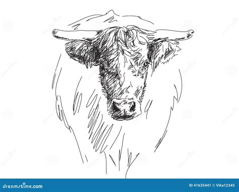 Skissa Av Tjurhuvudet Vektor Illustrationer Illustration Av Angus