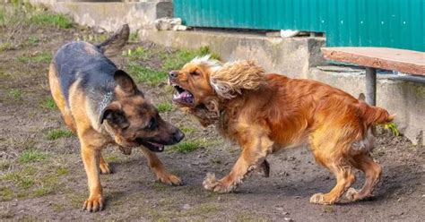 ¿por Qué Se Pelean Los Perros Que Viven Juntos Cruz Violeta