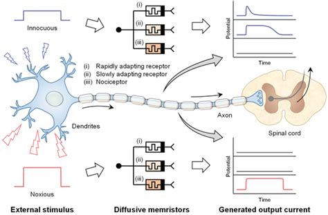 Concept Illustration Of Artificial Receptors Based On Diffusive