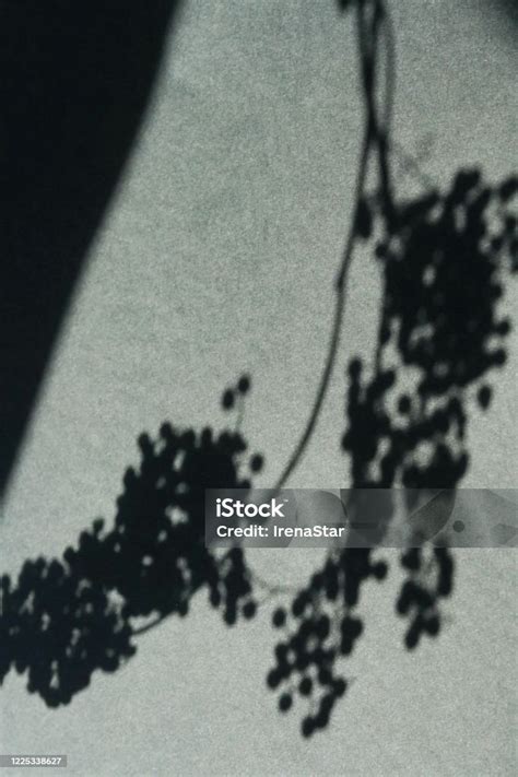 자연 잎 회색 벽 텍스처에 배경 그림자 복사 공간을 복사합니다 플로럴 카드 0명에 대한 스톡 사진 및 기타 이미지 0명 개념 개념과 주제 Istock